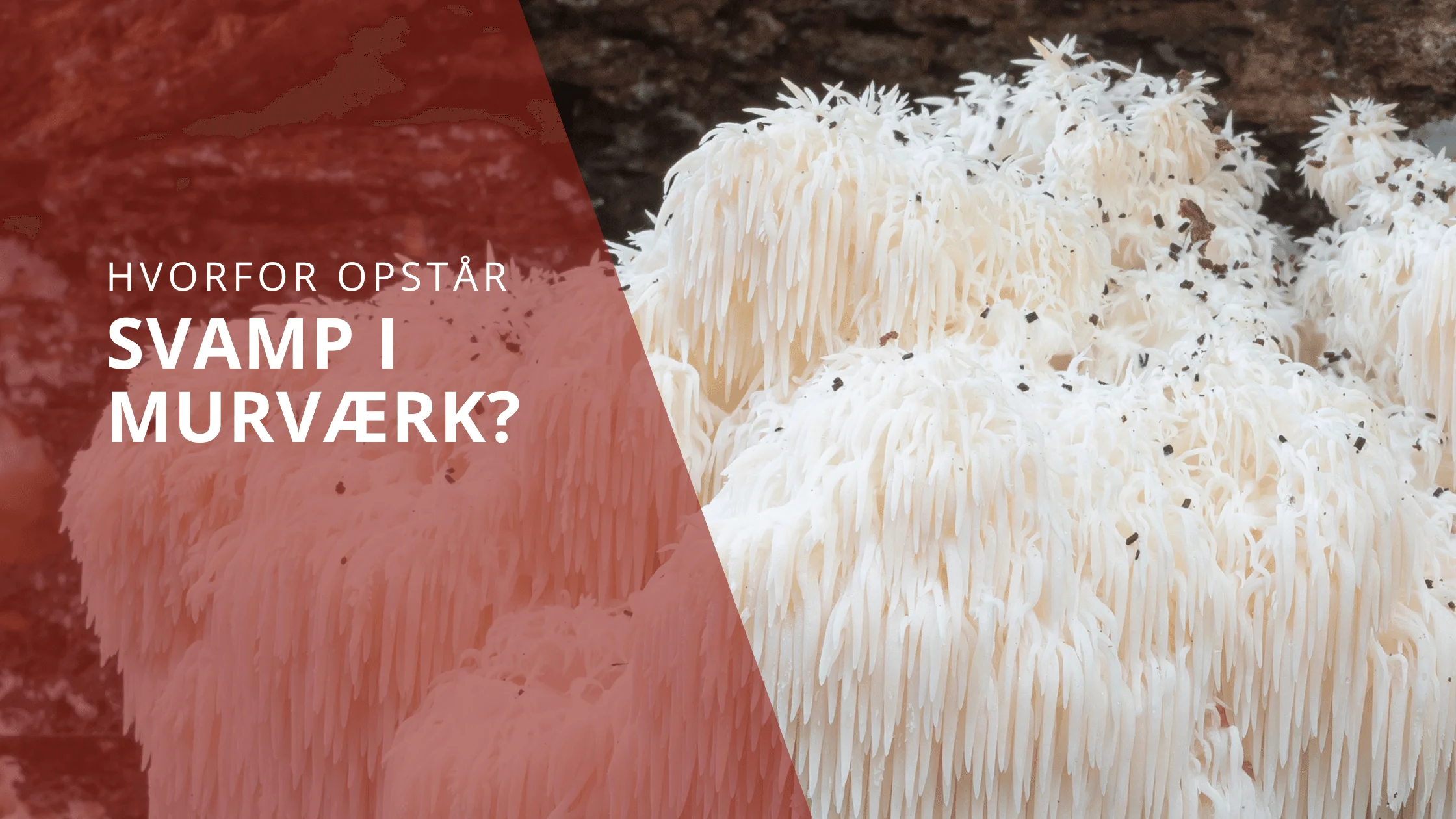 Svamp i murværk: Hvorfor opstår det? - Stecks Fliserens